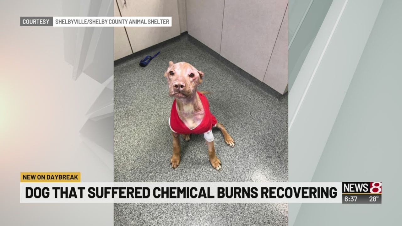 Shelter provides update on severely burned dog - YouTube