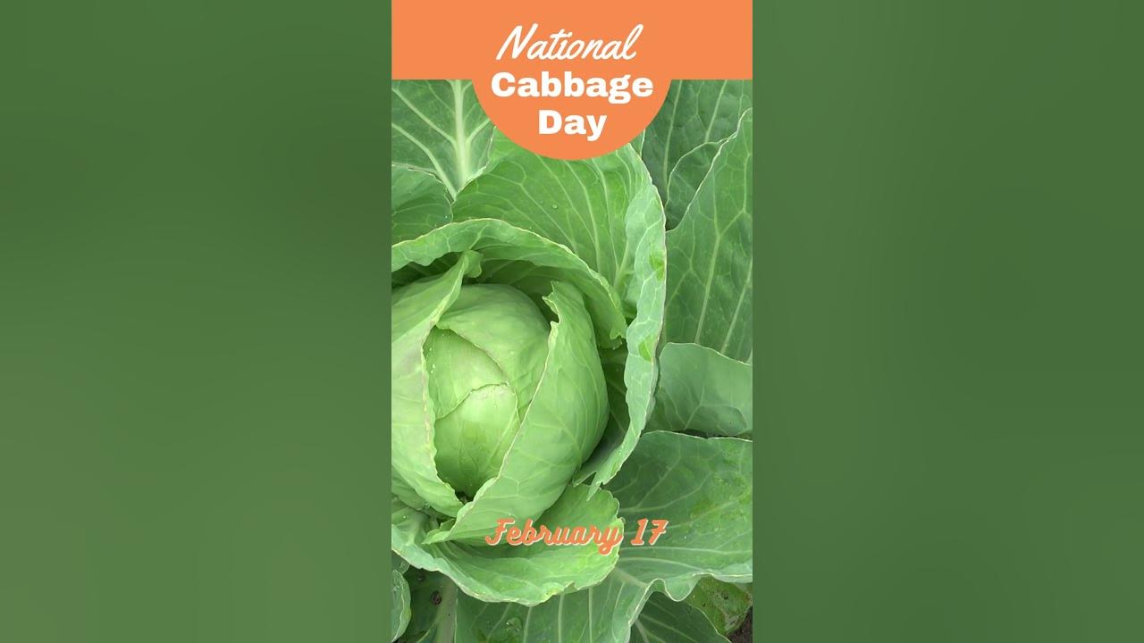 National Cabbage Day - February 17 - YouTube