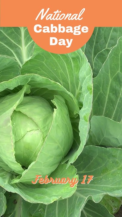 National Cabbage Day - February 17 - YouTube