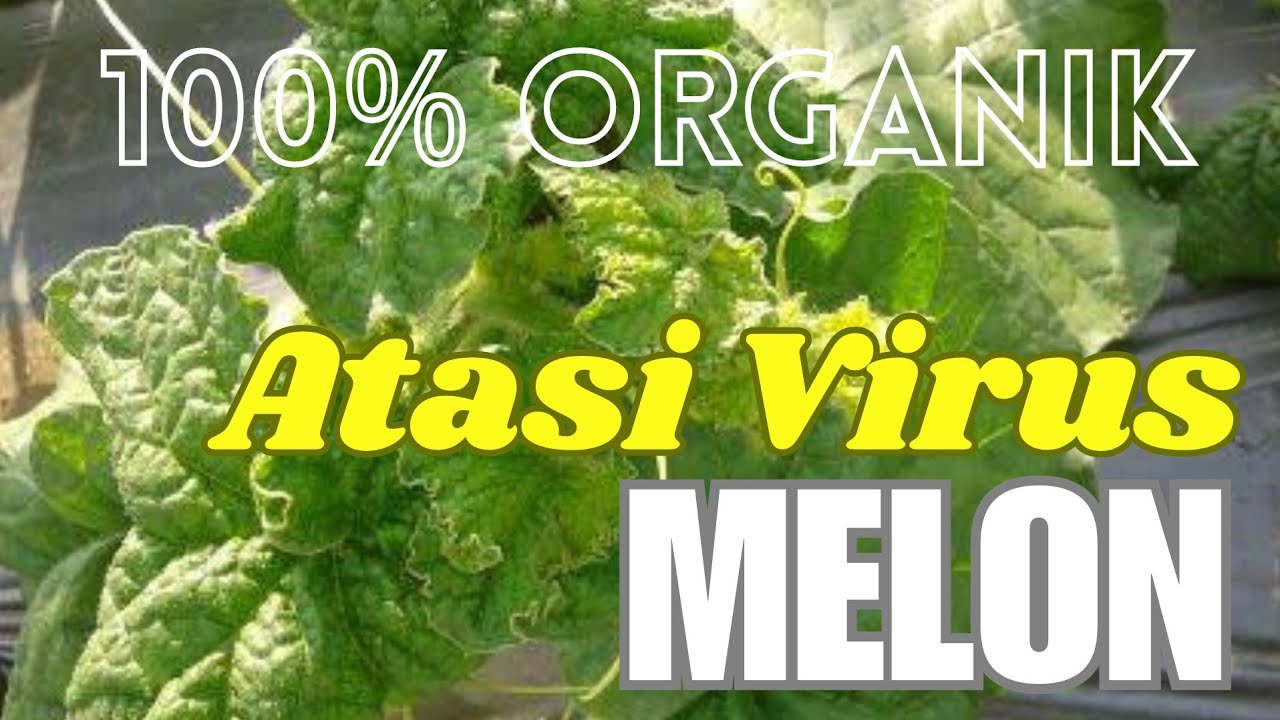 CARA BASMI VIRUS MELON DENGAN PESTISIDA ORGANIK - YouTube