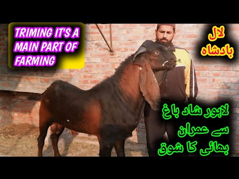 Biggest Breeder Buck Laal Badsha And Home Breed New Baby Breeder Buck ...