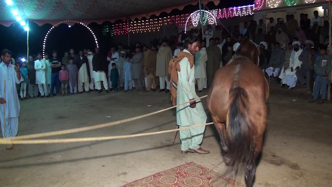 Horse danceing in shadi program -pakistan - YouTube