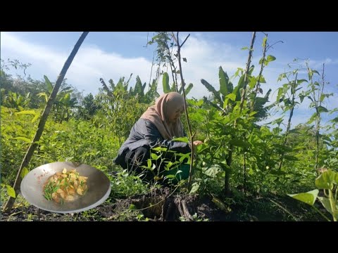 panen terong bulat di kebun masak terong sambel | masakan desa
