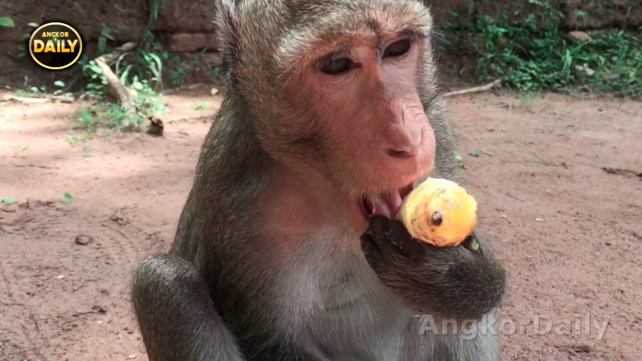 Better soon monkey that fall down the trees, Angkoa Daily 561 - YouTube