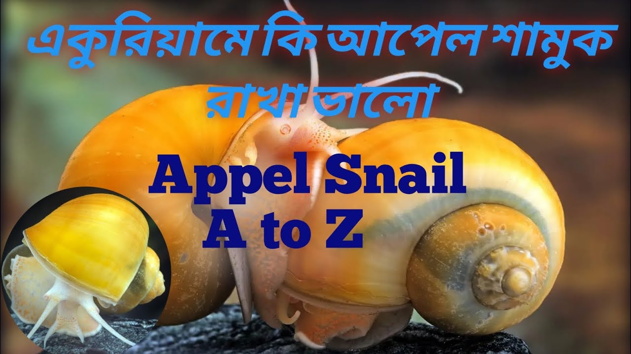 #একুরিয়ামে শামুক রাখা কি ভালো? Apple Snail Breeding | How to tack care ...