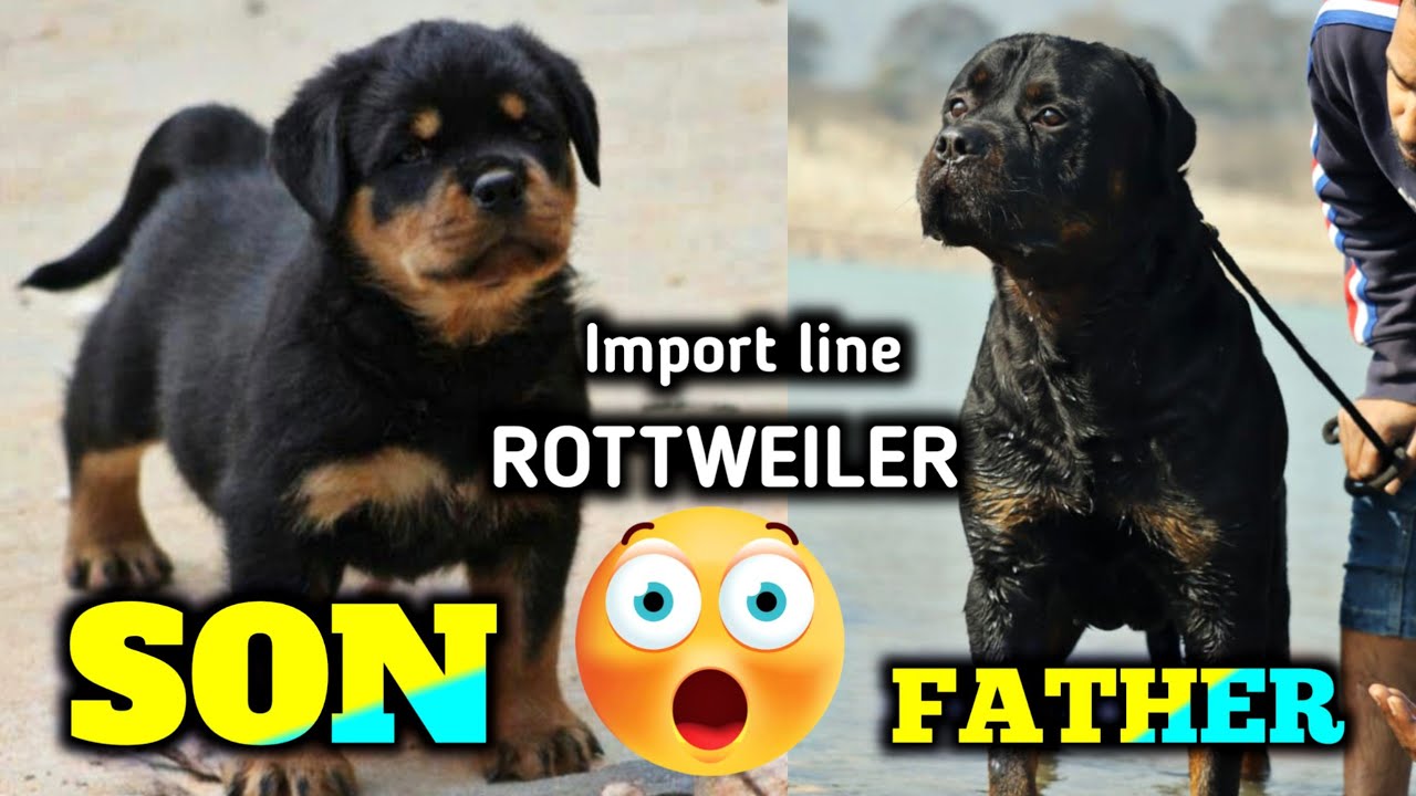 Import line ROTTWEILER puppies for sale | Full heavy Rottweiler ...