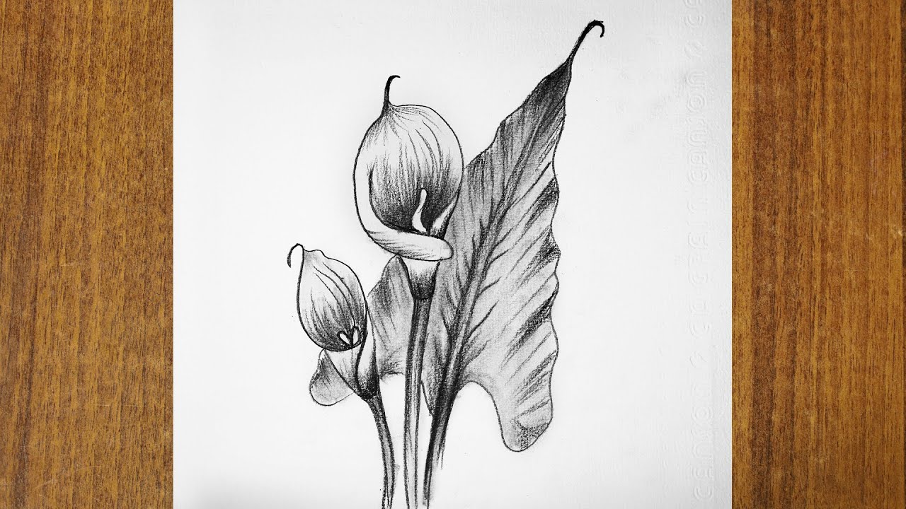 How to draw a calla lily flower || Calla lily flower Drawing - YouTube