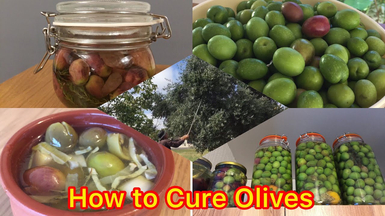 ¡Olives! How to cure olives? Easy, Natural and Fast - YouTube