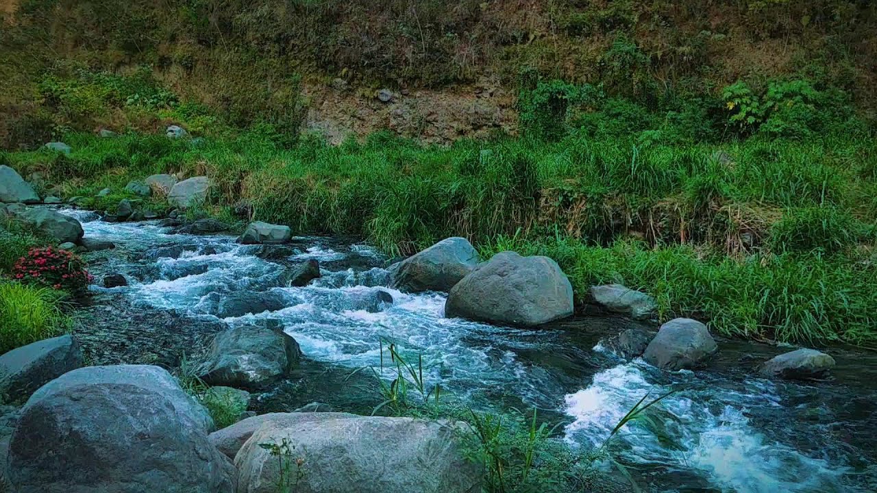 Beautiful Birdsong and the Calm Sound of a Stream help You Sleep Well ...