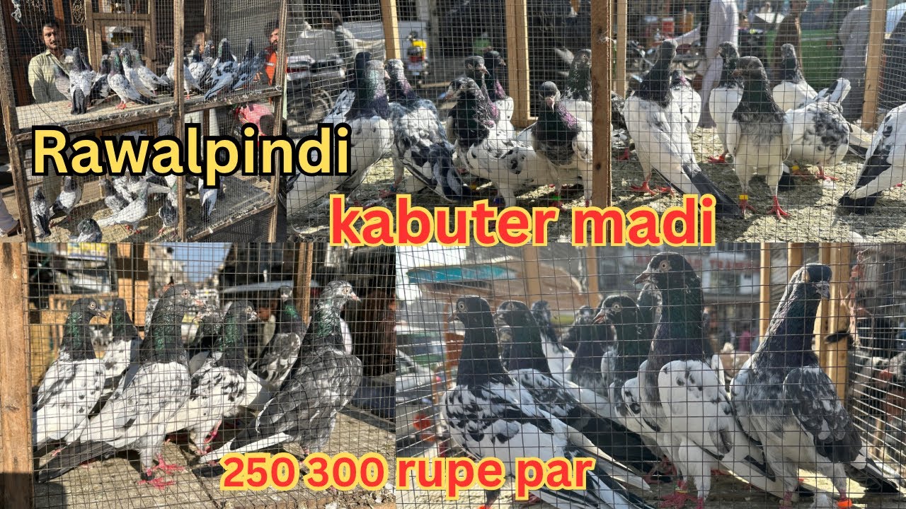 Aj kabuter mandi gya || Dar pigeon club ||#kabuterbazi #pigeon #bird # ...