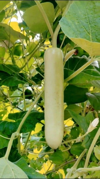 Farm fresh Bottle gourd(dudhi) #trendingshorts #shorts #bottlegourd # ...