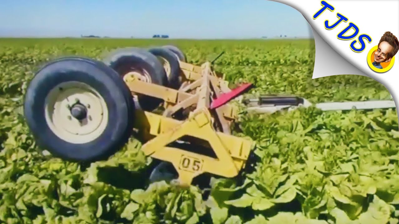 California Farmers Destroying Crops During Crisis - YouTube