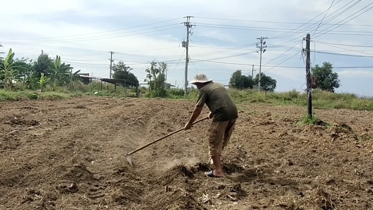 How to clean soil to grow vegetables | garden farmer - YouTube