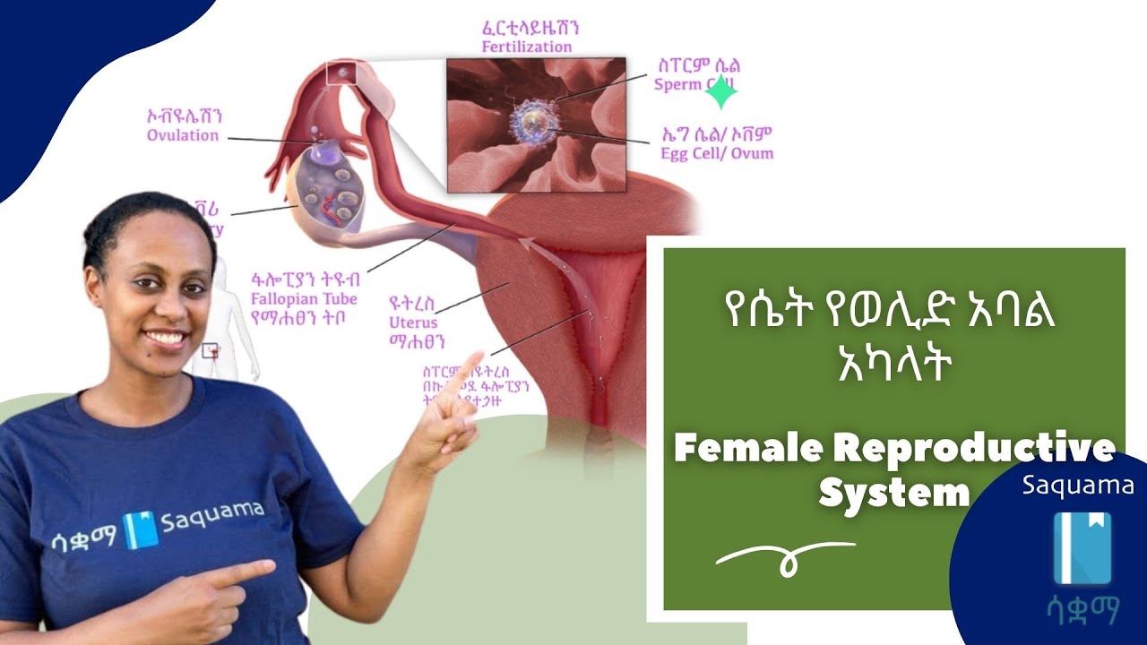 Female Reproductive System | የሴት የወሊድ አባል አካላት - YouTube