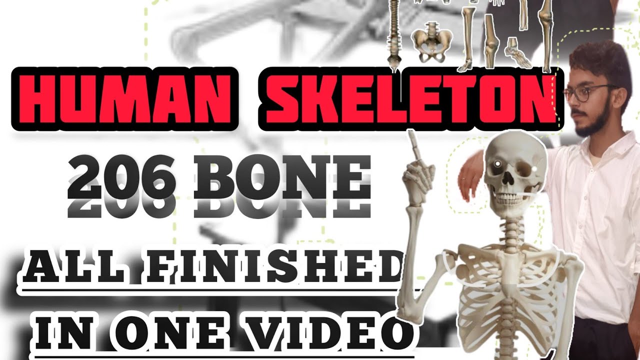Total bones of human body | Axial skeleton |appendicular skeleton ...