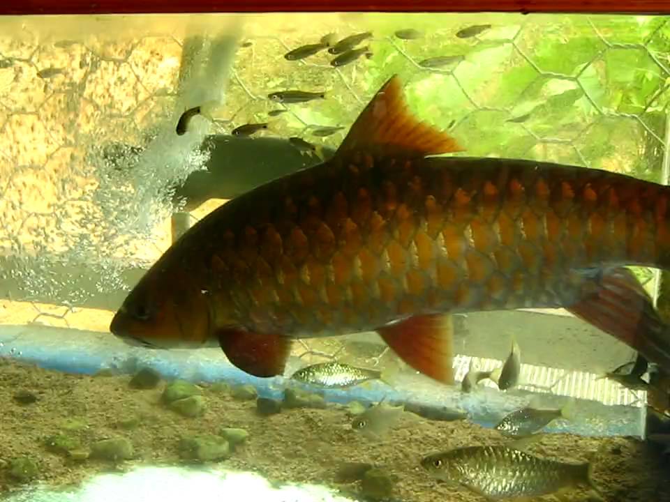 Beautiful Live Tasek Kenyir Kelah (Malayan Mahseer fish) - YouTube