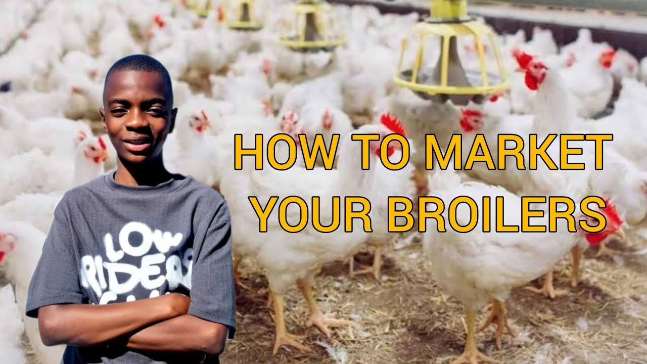 How to market your broiler chickens - YouTube