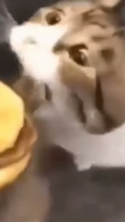 Cat cheeseburger - YouTube