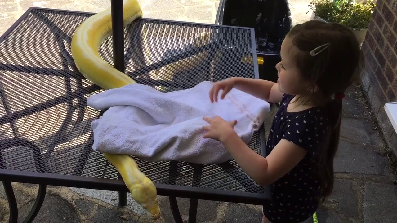 13ft Reticulated Python being dried by the hired help - YouTube