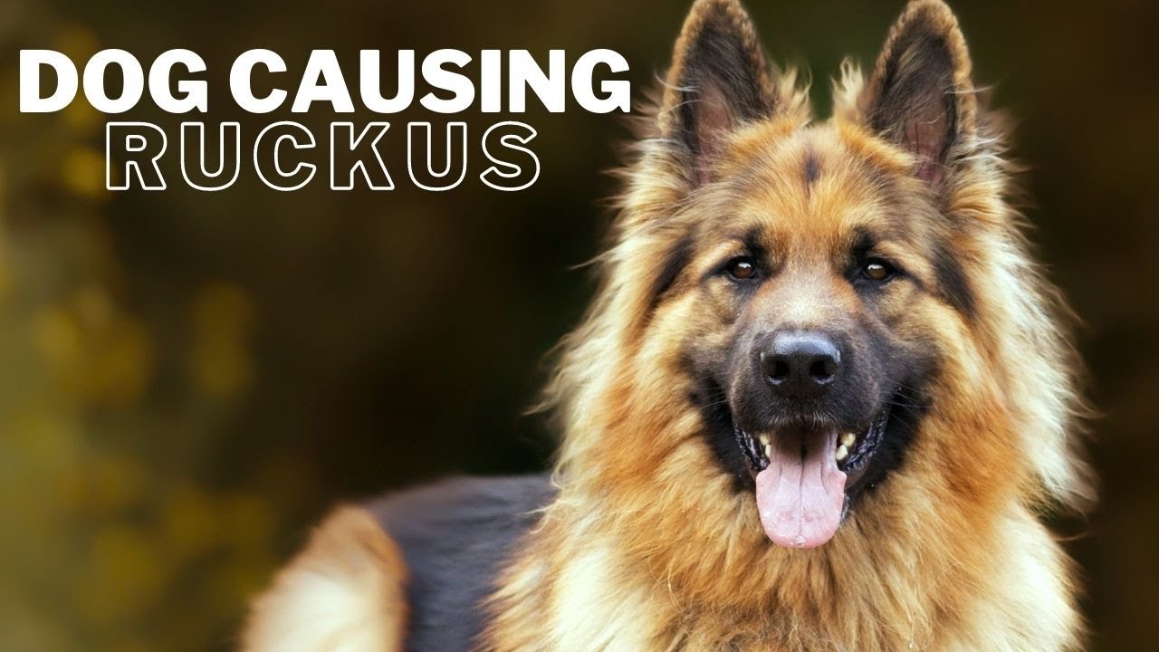Dogs Causing Ruckus | Dog Barking is Annoying | Dogs Don't Understand ...