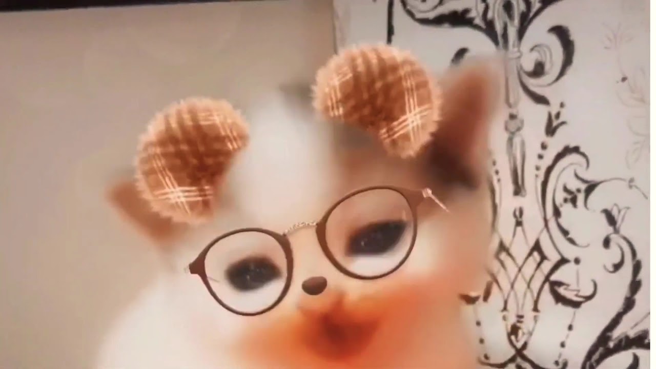 Cute kitten With Snapchat Filter - YouTube