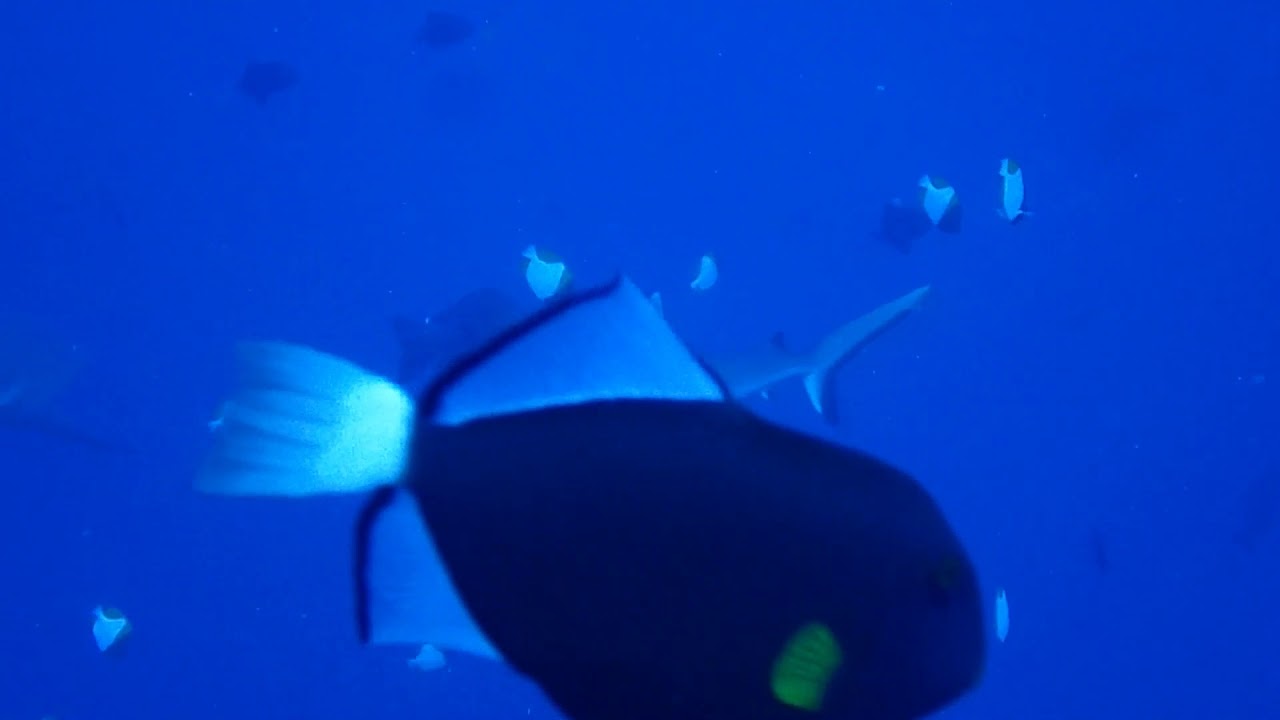 Dive at New Drop Off of Palau on January 7, 2020 - YouTube