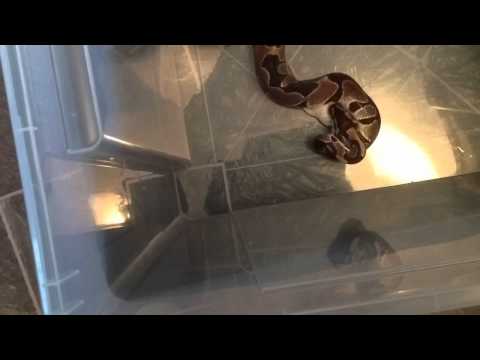 Snake swallows mouse, time lapse