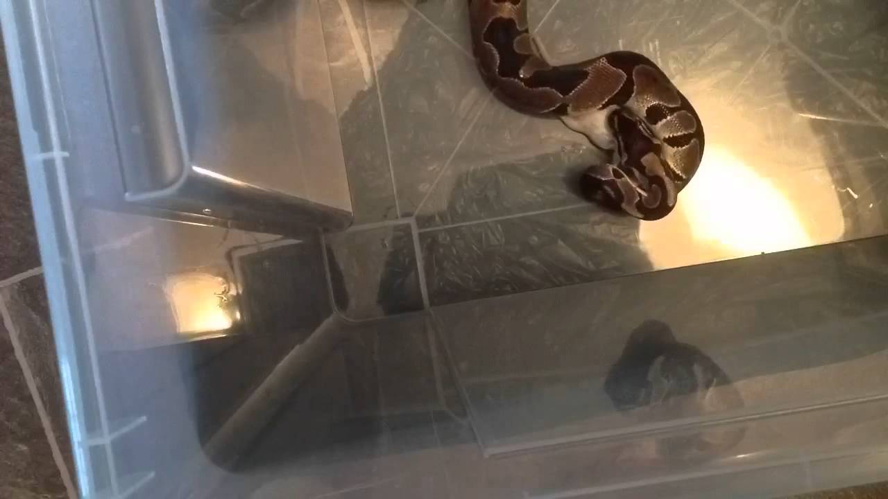 Snake swallows mouse, time lapse - YouTube