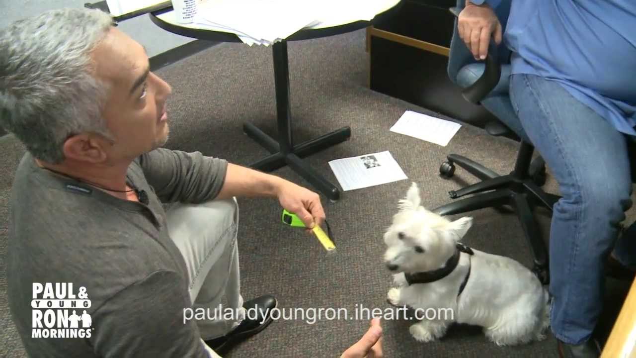 Cesar Millan from Cesar 911 and The Dog Whisperer Trains Paul's Westie ...