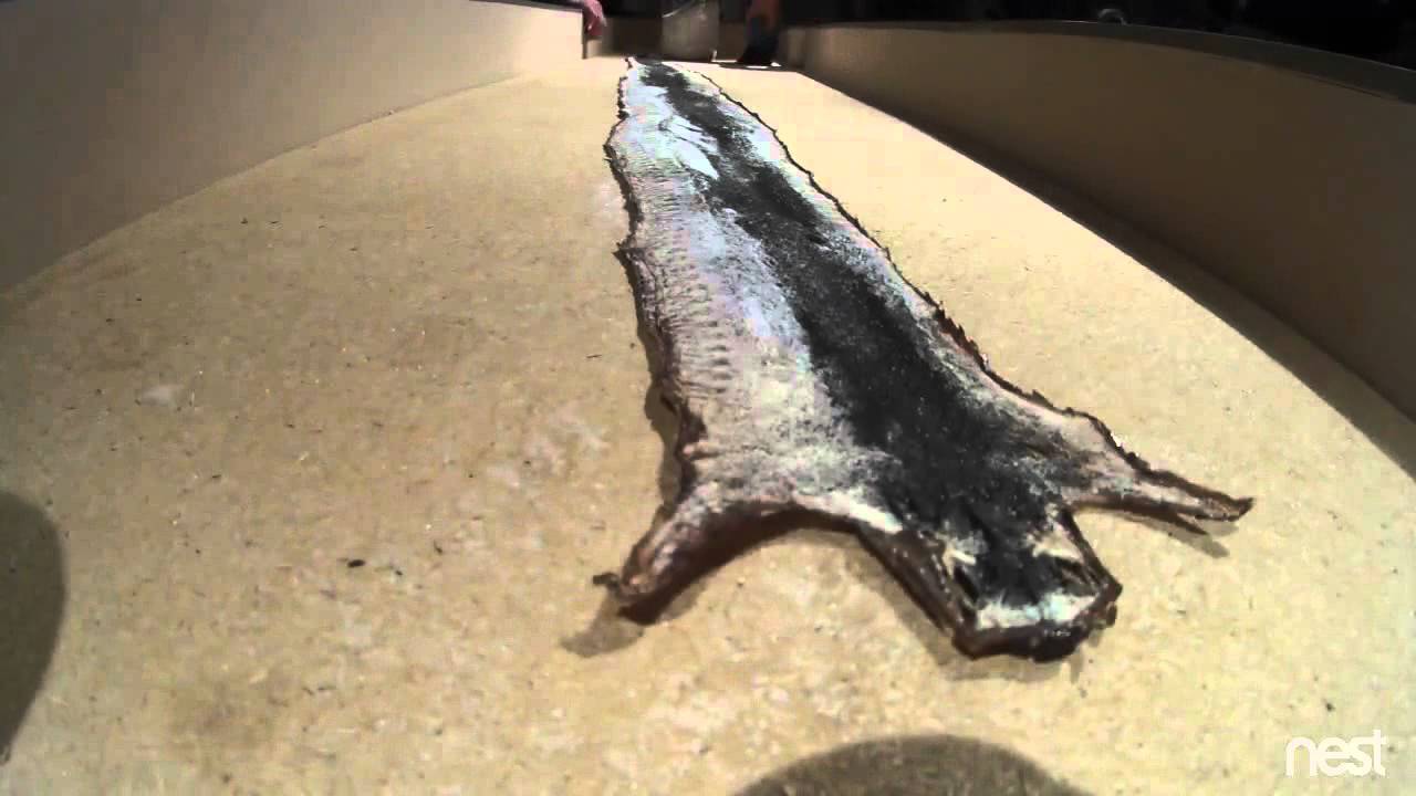 Snake skin drying camera: Week 1 - YouTube