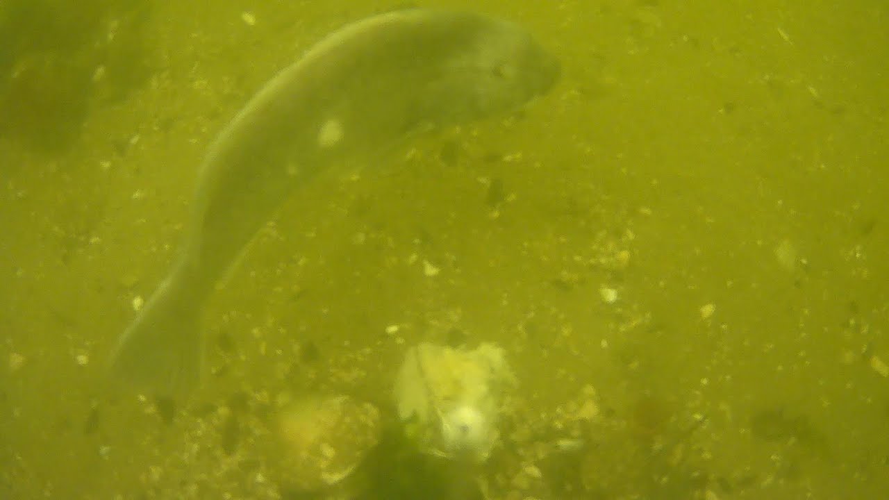 NYC- Underwater cam by the Marine Parkway–Gil Hodges Memorial Bridge 6 ...
