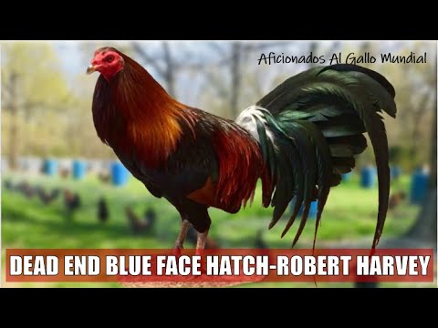 DEAD END BLUEFACE HATCH DE ROBERT HARVEY - YouTube