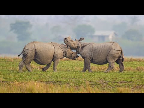 Daily Dose of Nature | Animal Communication 'Social Media' in the Bush ...