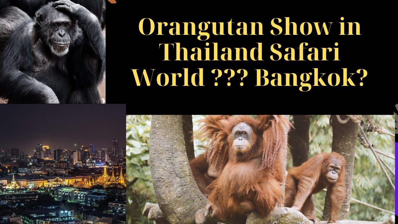 Orangutan Boxing in Bangkok? Orangutan Show in Safari World - YouTube