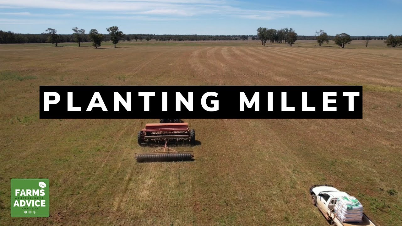 Planting Millet in Australia | Farms Advice Agribusiness Podcast - YouTube