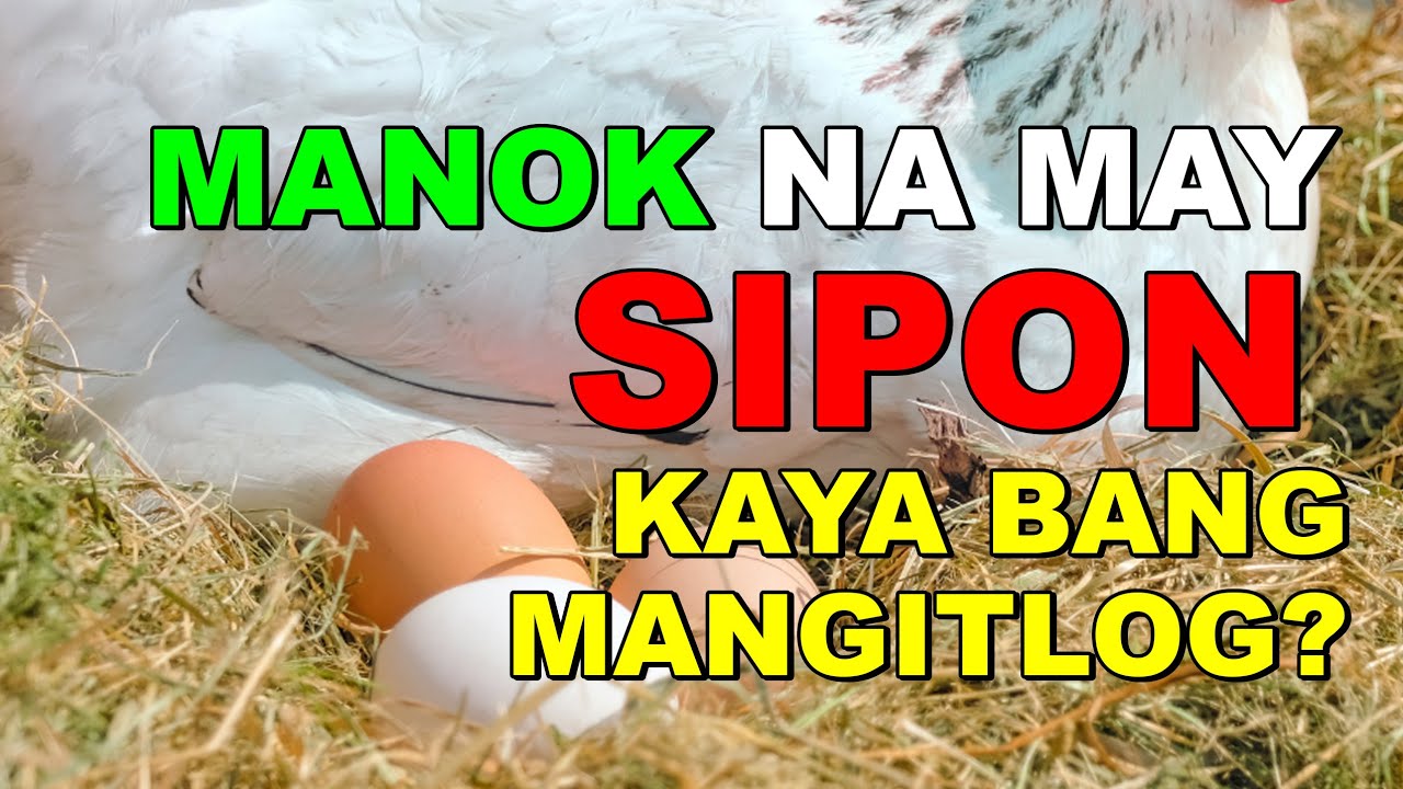 MANOK NA MAY SIPON, KAYA BANG MANGITLOG - YouTube