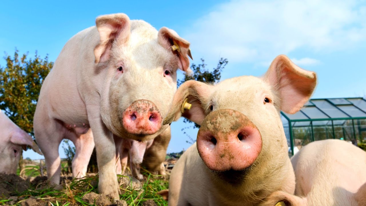 Criação de Porcos | Filhotes de Porco | Conhecendo os Animais ...