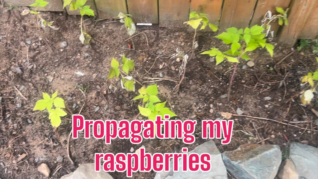 Propagating my raspberries | Nova Scotia gardening - YouTube