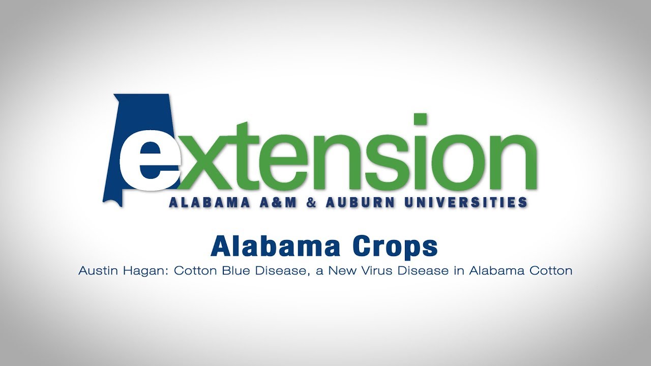 Austin Hagan: Cotton Blue Disease, a New Virus Disease in Alabama ...