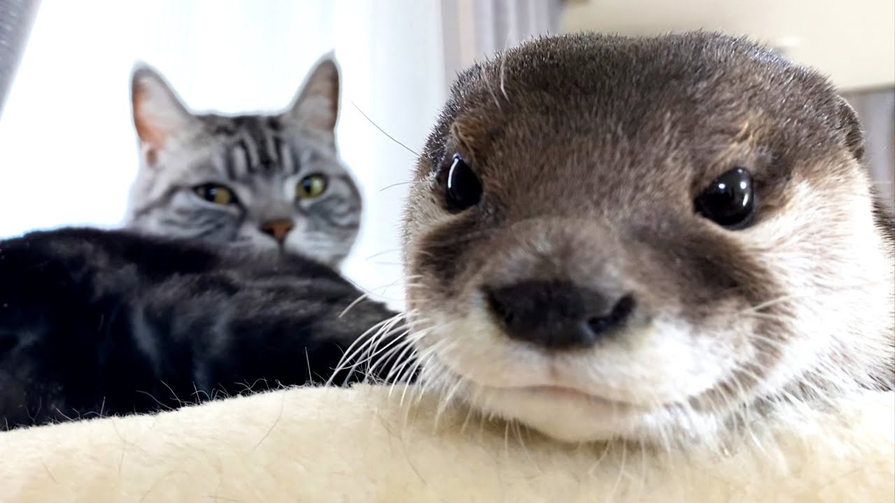 An otter and a cat pose for the camera like a model [Otter life Day 411 ...