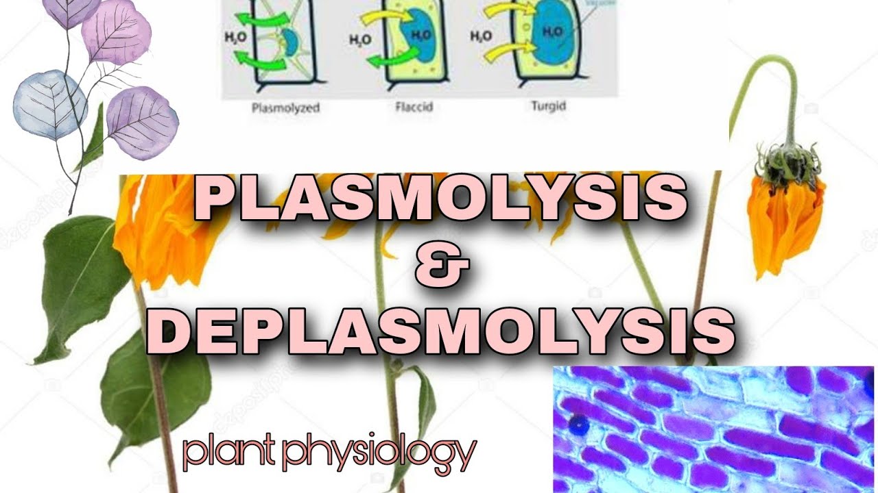 # PLANT PHYSIOLOGY.. PLASMOLYSIS & DEPLASMOLYSIS. - YouTube