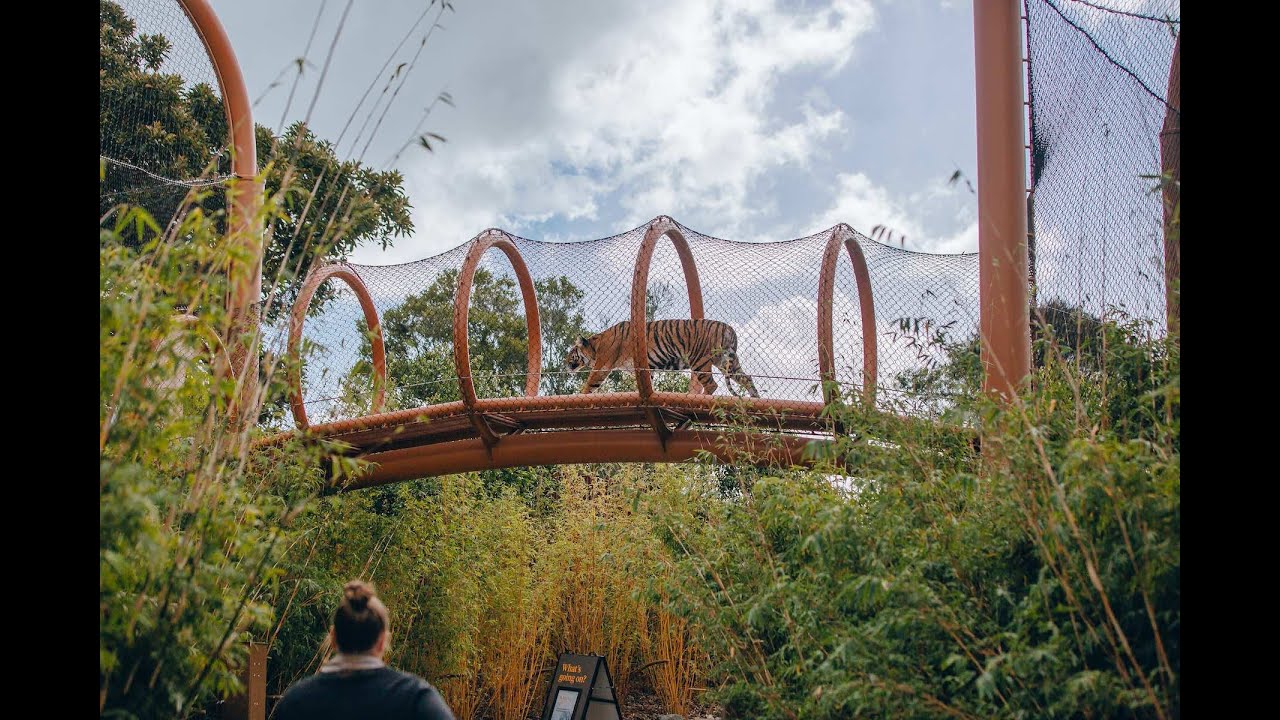 Auckland Zoo swamp...Zoo’s hottest new habitat will transport you to ...
