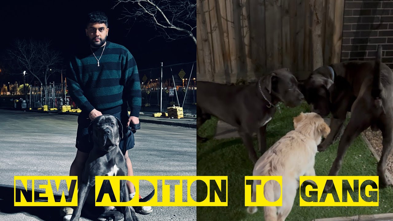 Cane Corso & Golden Retriever🐶 | Pasha’s New House in Australia 🏡 ...