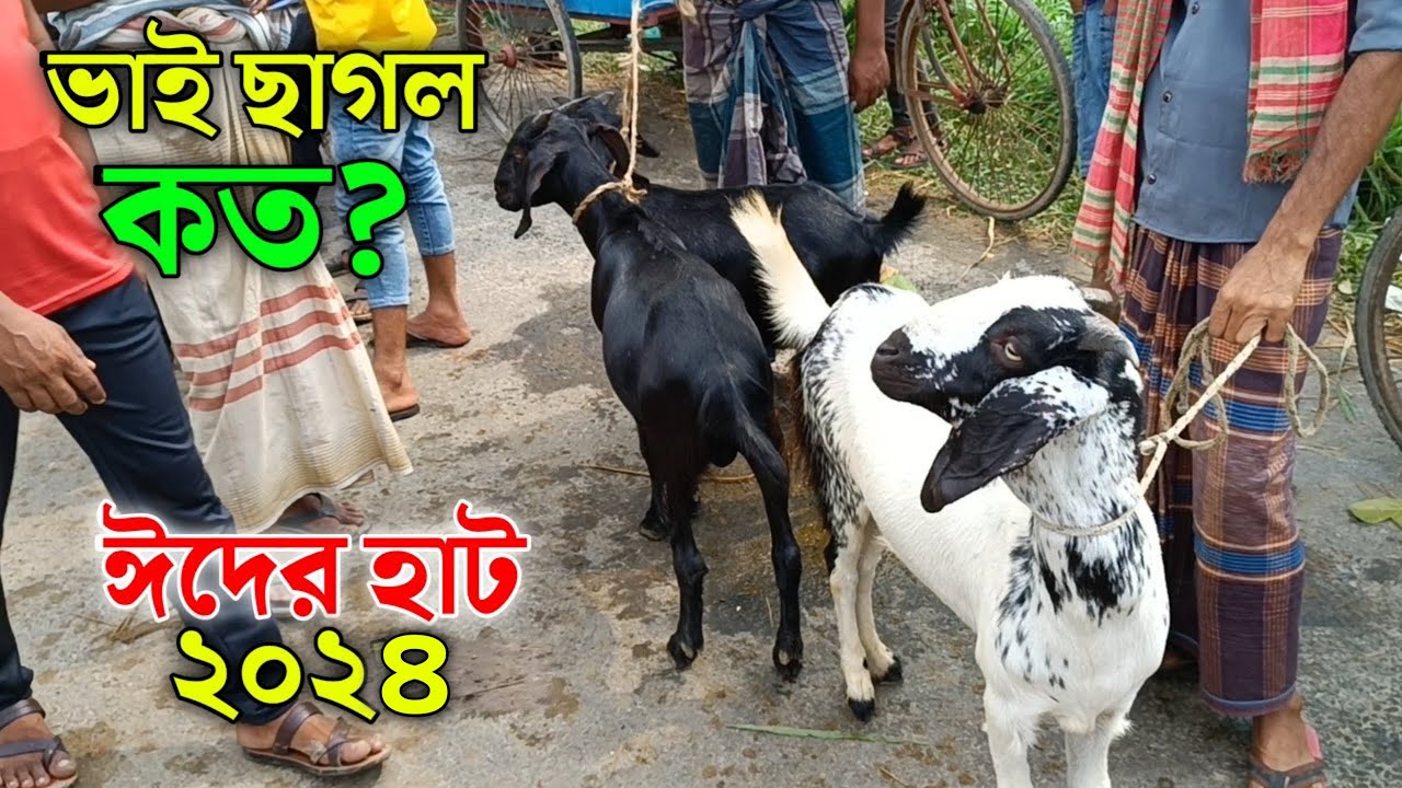 Bhai Sagol Koto || Sirajganj Kamarkhando sagoler hat-Part 6 || Qurbani ...