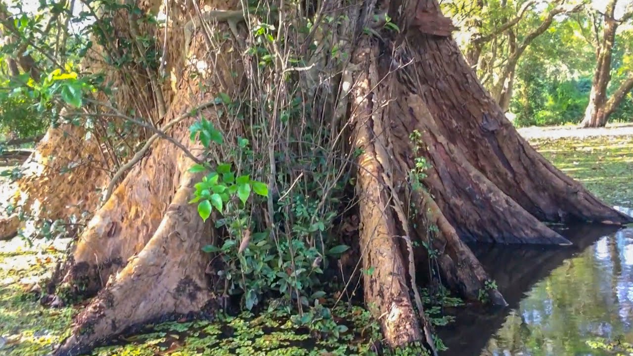 One Of The Biggest Kumbuk Tree - YouTube