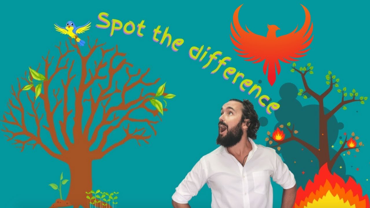 The Phoenix Rainforest: Rebounding from the Fire (Part 2) - YouTube