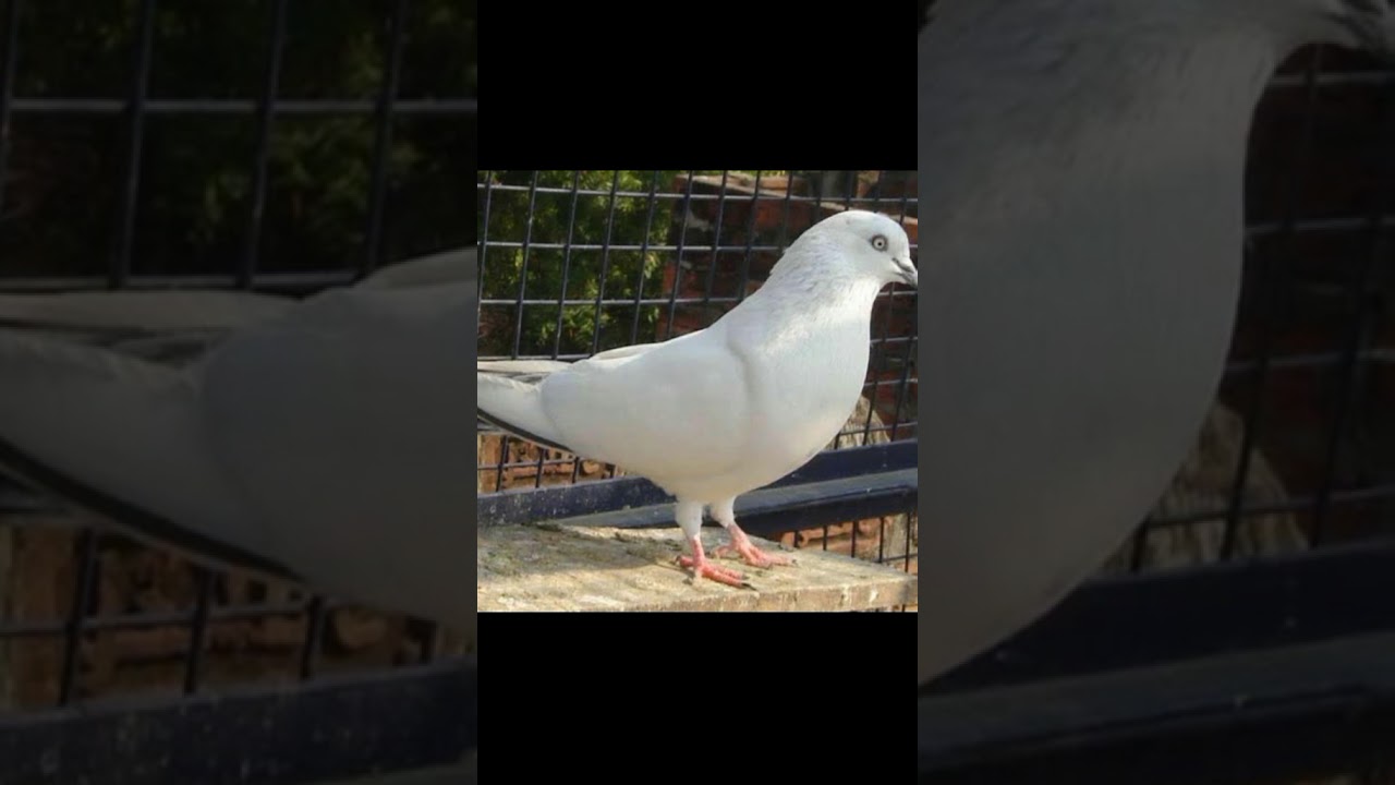 Beautiful kabootar - YouTube