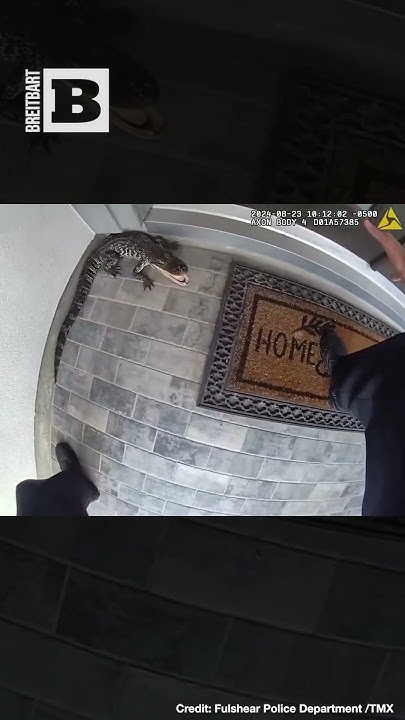 No Biggie! Police Officer Wrangles Young Alligator at Couple’s Front ...