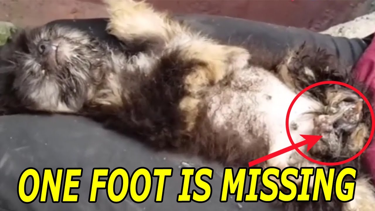 Puppy Rescue,Dog Rescue,stray paw:Rescue a puppy that lost its paws ...