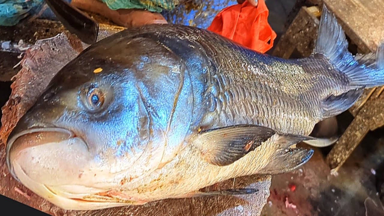 Incredible Giant Katla Fish Skining & Choaping By Expert Fish Cutter ...